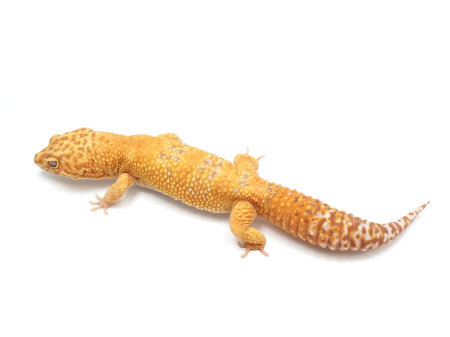 Tremper Sunglow Leopard Gecko by New England Reptile Distributors ...