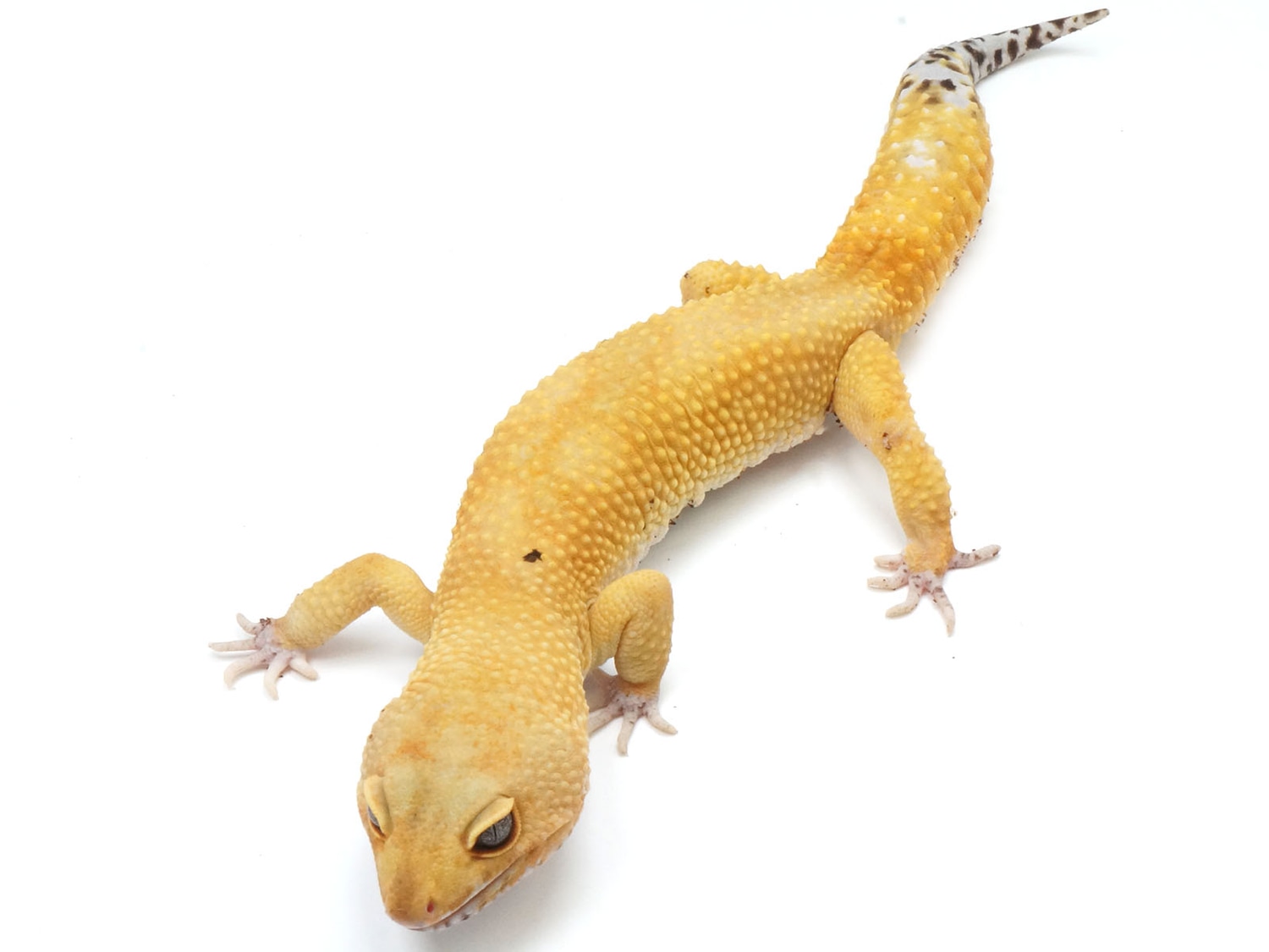 Super Hypo Tangerine Carrot Tail Leopard Gecko by New England Reptile ...