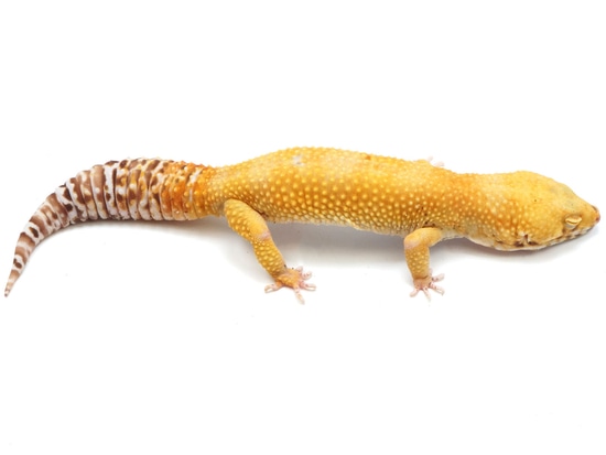 Bell Albino Sunglow Leopard Gecko by NERD
