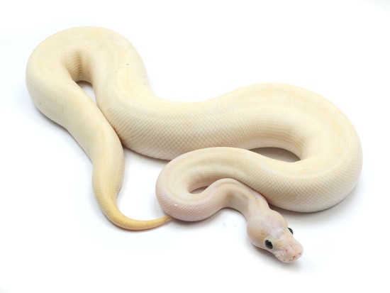 Ivory Bald Combo Ball Python by New England Reptile Distributors
