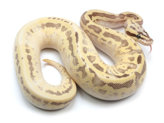 Pastel Leopard Freeway Ball Python by New England Reptile Distributors