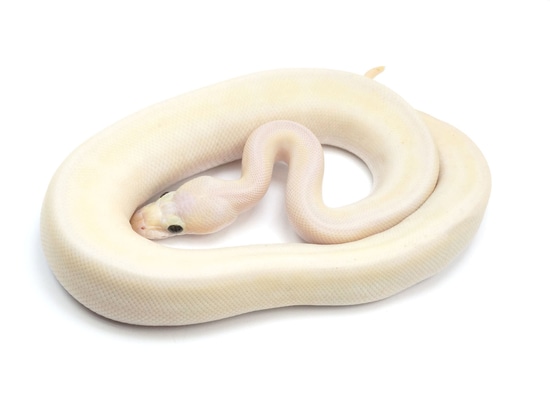 Ivory Combo Ball Python by NERD