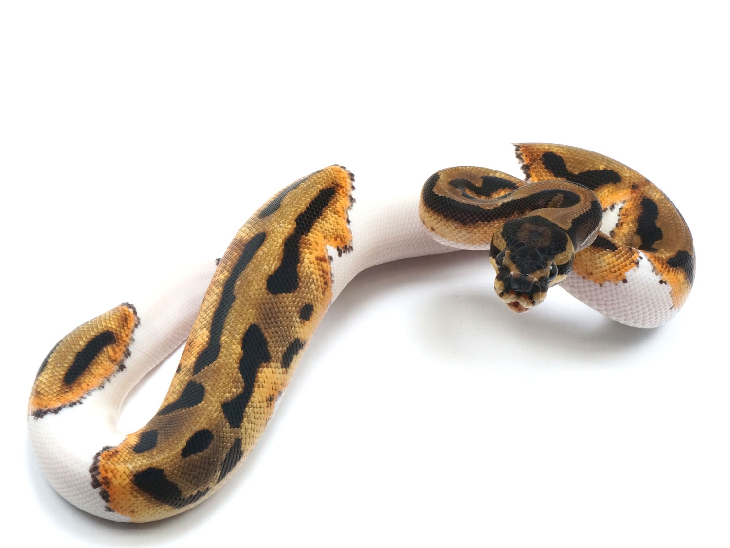 Emoji Leopard Pied Ball Python by New England Reptile Distributors ...