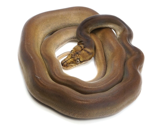 Golden Child Phantom Possible Anthrax Reticulated Python by NERD