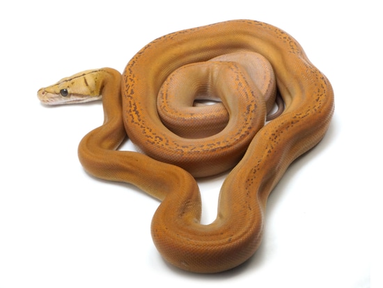 Golden Child Mochino Granite Back Reticulated Python by NERD