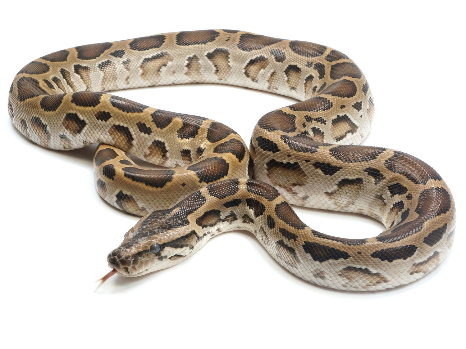 Het Albino Possible Het Green Possible Het Caramel Burmese Python by ...