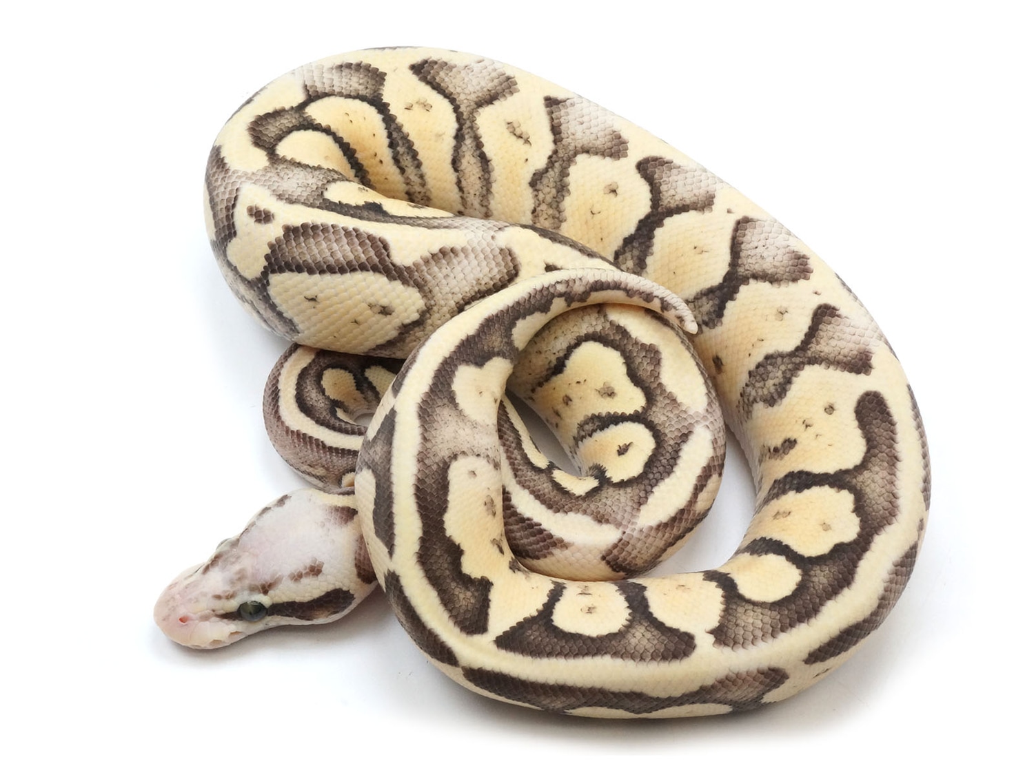 Super Pastel Super Fader Ball Python by New England Reptile ...
