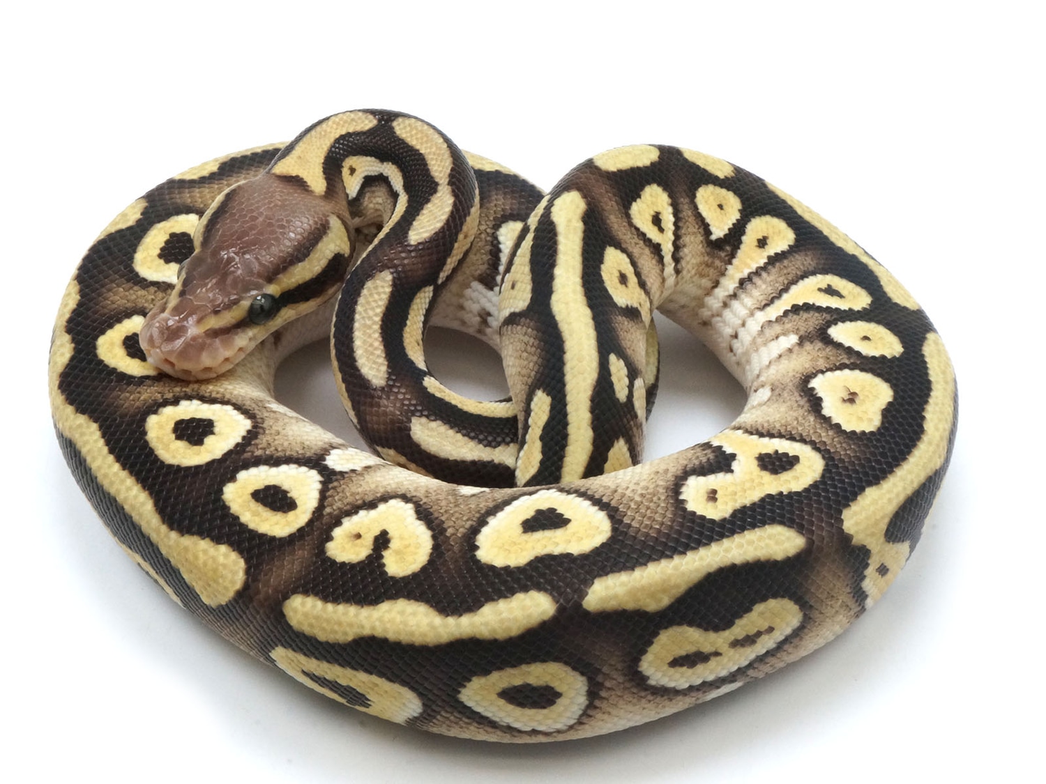 Pastel Mojave Nanny Het Clown Ball Python by New England Reptile ...
