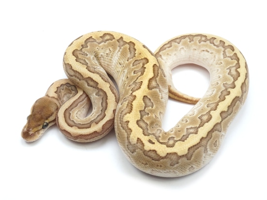 Lesser Pinstripe Ball Python by NERD