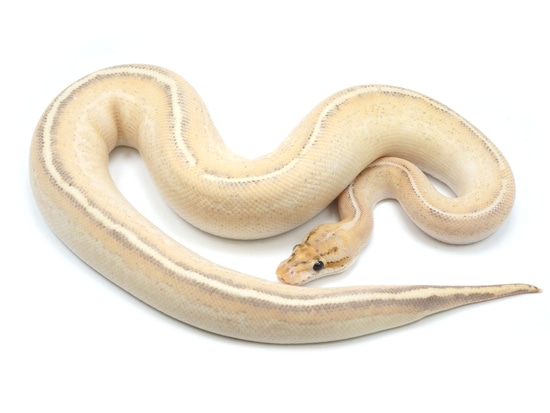 Highway Combo Ball Python by New England Reptile Distributors