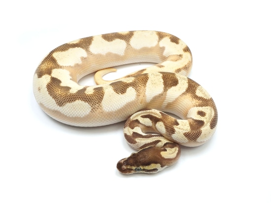Pastel Mojave Enchi Odium Het Pied Ball Python by NERD