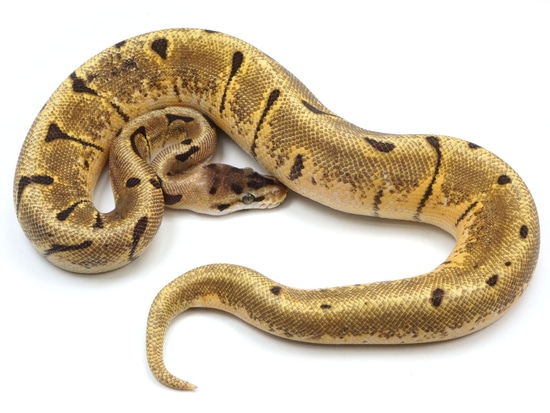 Enchi Woma Spider Possible Bald Ball Python by NERD