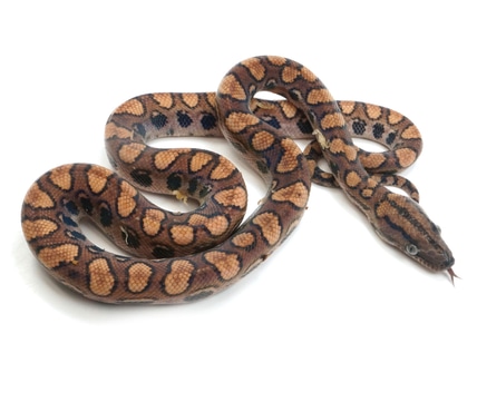 Long Term Captive Brazilian Rainbow Boa by New England Reptile ...