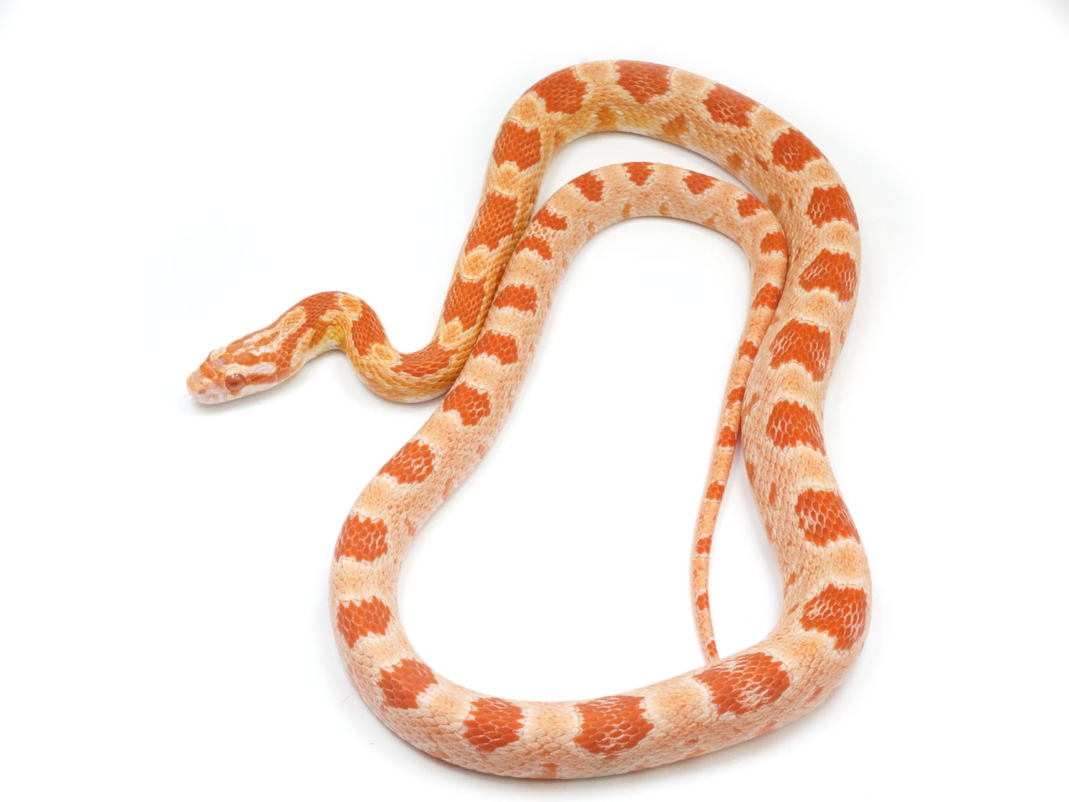 Extreme Reverse Okeetee Corn Snake by New England Reptile Distributors ...