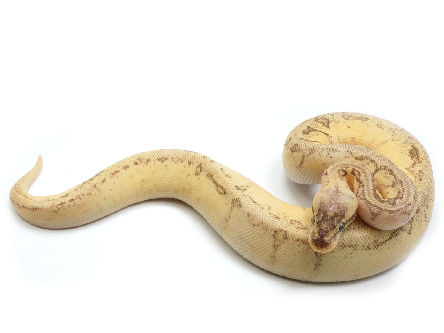 Super Blast Enchi Yellowbelly/Asphalt Ball Python by New England ...