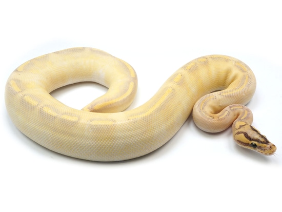 Freeway Pastel Enchi Bald - Heart On Head Ball Python by NERD