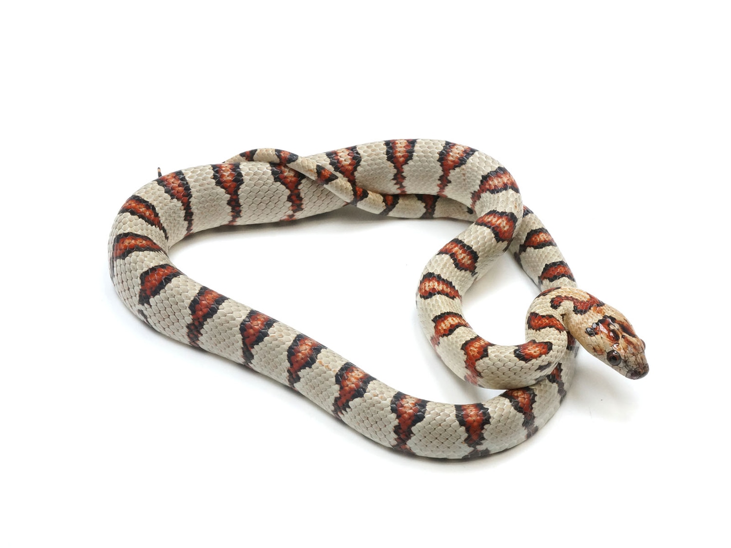 Variable Thayeri Nuevo Leon Kingsnake by New England Reptile ...