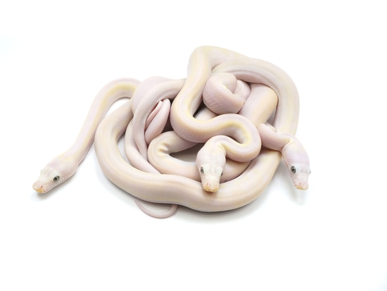 Cows From Calico Moo's Clutch Reticulated Python by New England Reptile ...