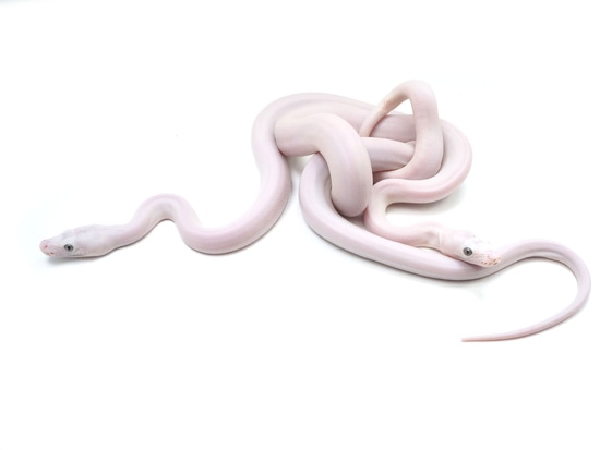 Super Phantom From Calico Moo's Clutch Reticulated Python by NERD