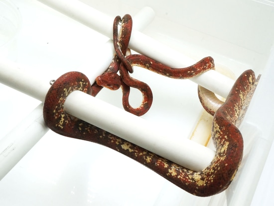 Red Calico Amazon Tree Boa by New England Reptile Distributors
