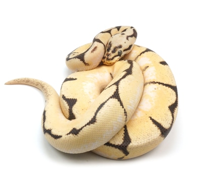 Freeway Phantom Pastel Leopard Ball Python by New England Reptile ...