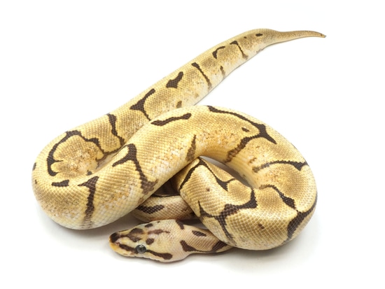 Leopard Vanilla Spider Yellowbelly Ball Python by NERD