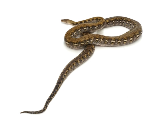 Kayuadi Super Dwarf Platinum Het Anerythristic - 9+Feet Reticulated ...