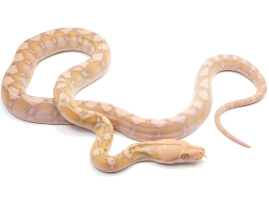 Albino Het Anerythristic Jampea Super Dwarf Reticulated Python by NERD