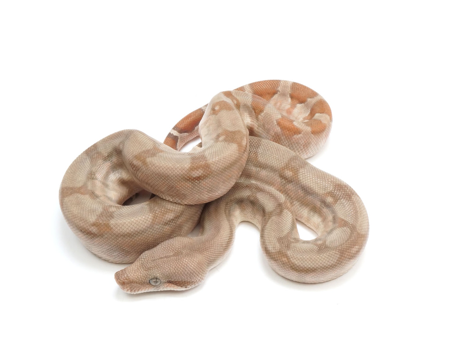 Tpos Fire Boa Constrictor by New England Reptile Distributors - MorphMarket