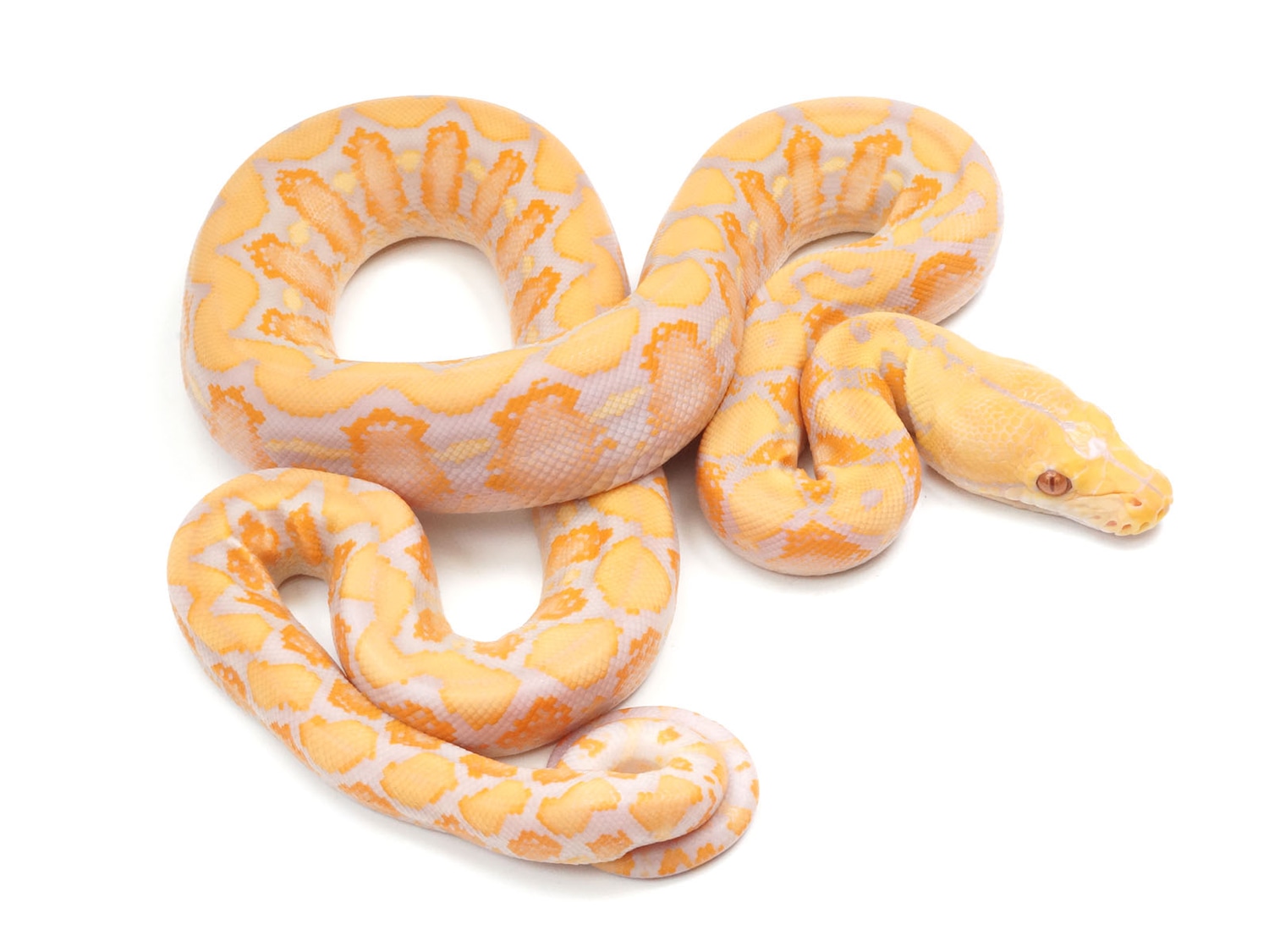 Lavender Albino Reticulated Python by New England Reptile Distributors ...