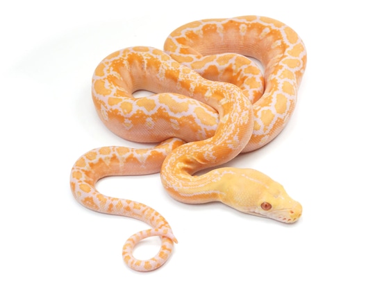 Albino Phantom Reticulated Python by NERD