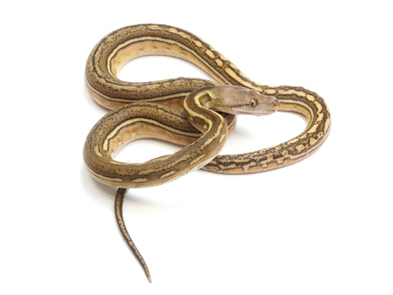 Phantom Tiger Marble Reticulated Python by New England Reptile Distributors