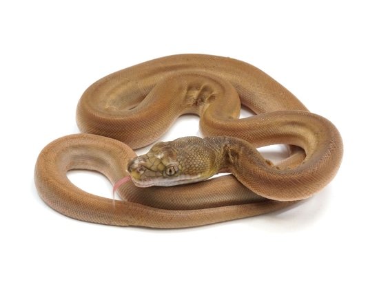 Golden Child Phantom Reticulated Python by New England Reptile Distributors