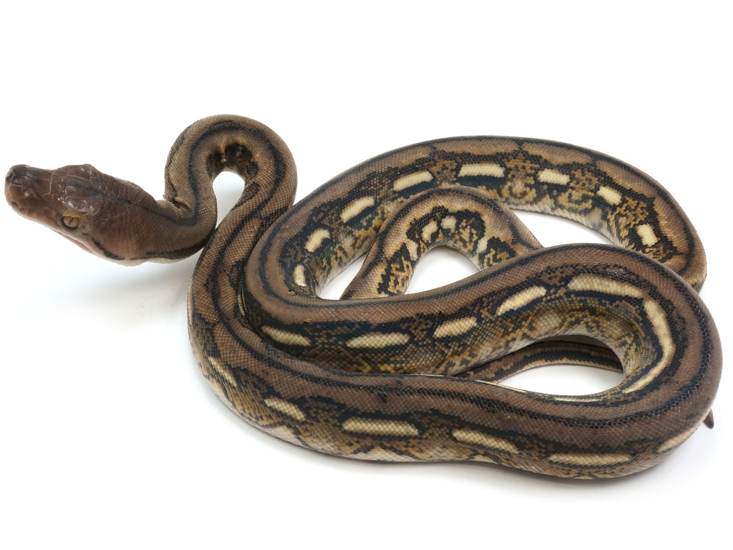 Tiger Reticulated Python by New England Reptile Distributors - MorphMarket