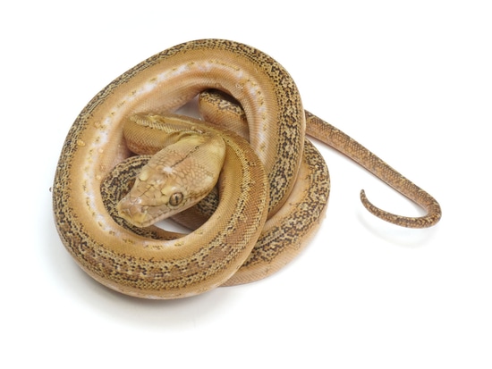 Phantom Super Marble Reticulated Python by NERD