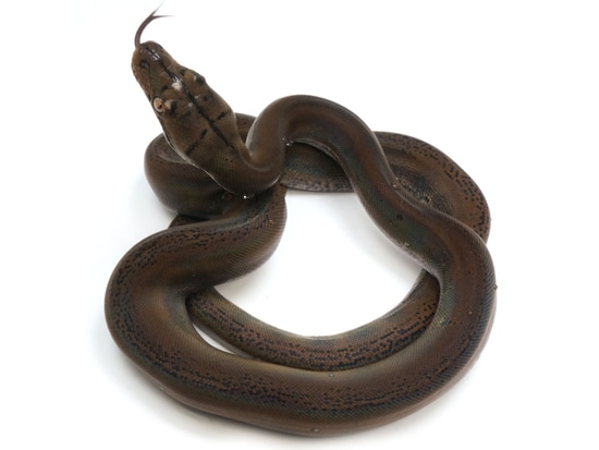 Goldenchild Possible Granite Back Reticulated Python by NERD