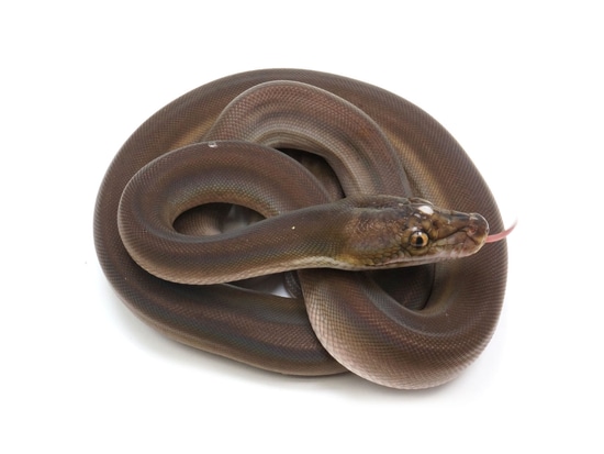 Golden Child Phantom Possible Granite Back Reticulated Python by NERD