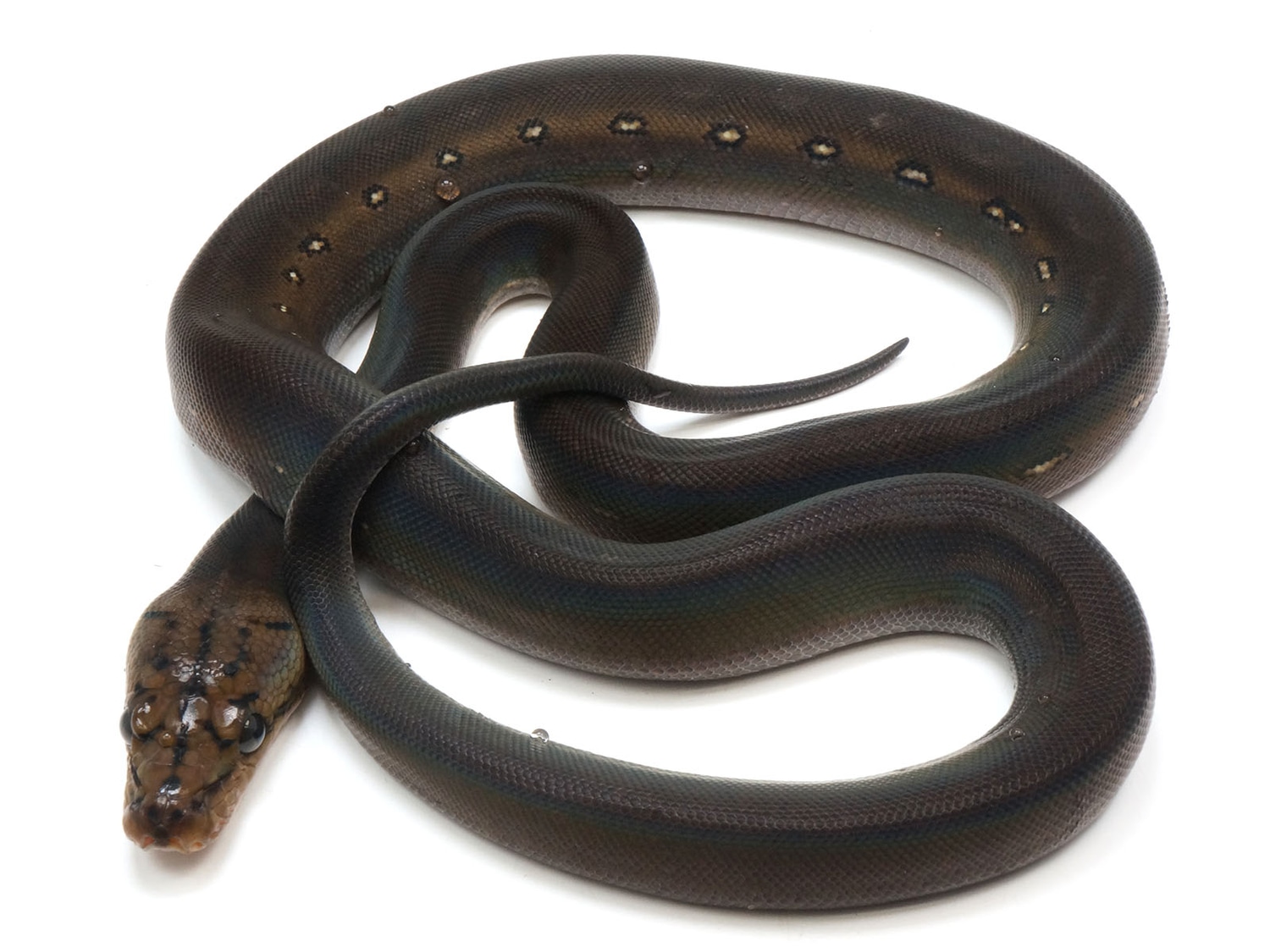 Golden Child Anthrax Reticulated Python by New England Reptile ...