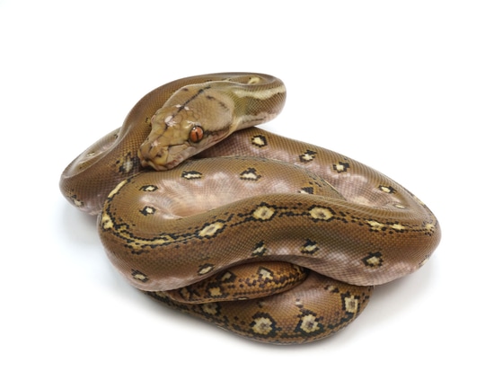 Phantom Granite Back Reticulated Python by New England Reptile Distributors