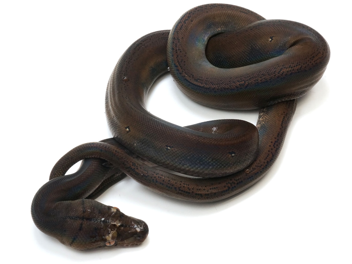 Golden Child Phantom Possible Granite Back Reticulated Python by New ...