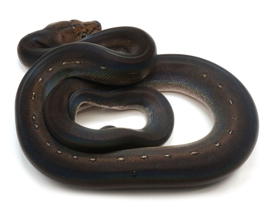 Golden Child Anthrax Reticulated Python by NERD