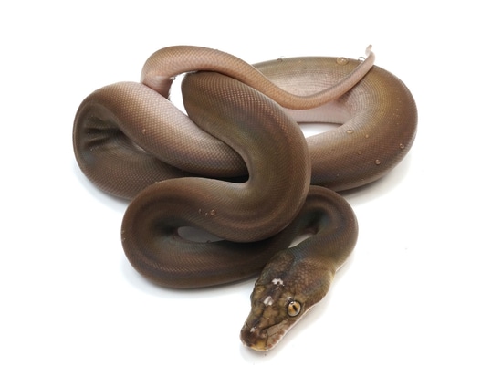 Golden Child Phantom Possible Granite Back Reticulated Python by NERD