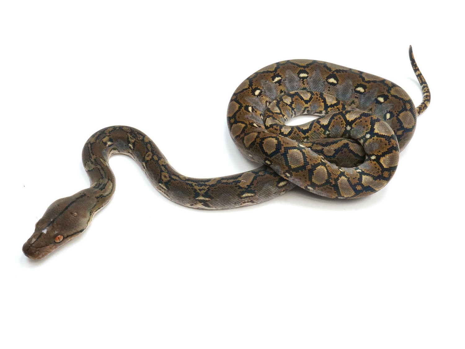 Granite Back Reticulated Python by New England Reptile Distributors ...