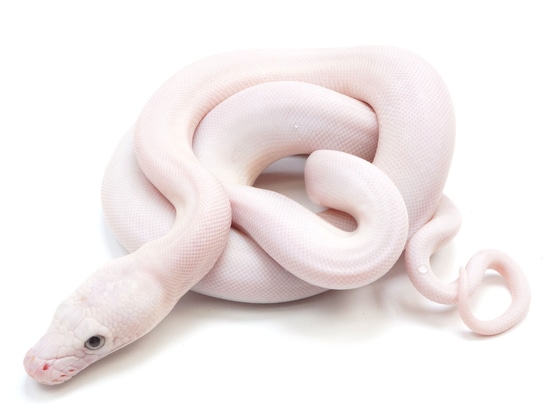 Super Phantom Possible Granite Back Possible Golden Child Reticulated ...