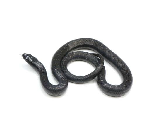 Mexican Black King Snake - Partial Pattern Mexican Black Kingsnake by NERD