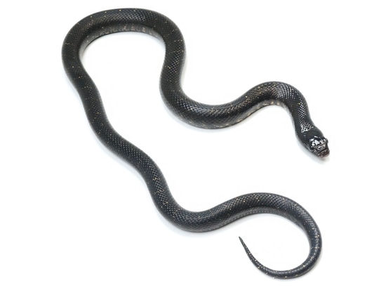 Mexican Black King Snake - Partial Pattern Mexican Black Kingsnake by ...
