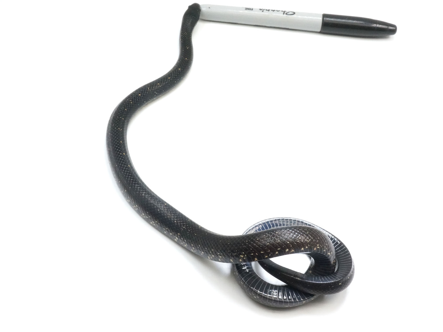 King Snake - Partial Pattern Mexican Black Kingsnake by New England ...