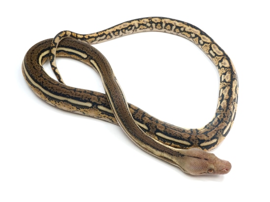 Tiger Anthrax Reticulated Python by NERD