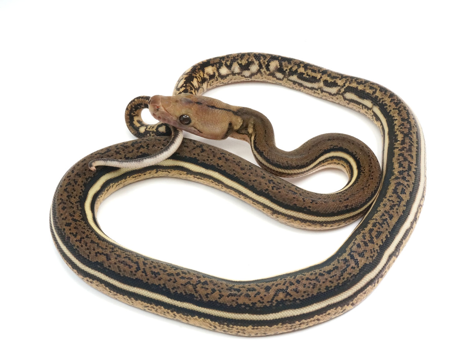 Tiger Anthrax Reticulated Python by New England Reptile Distributors ...