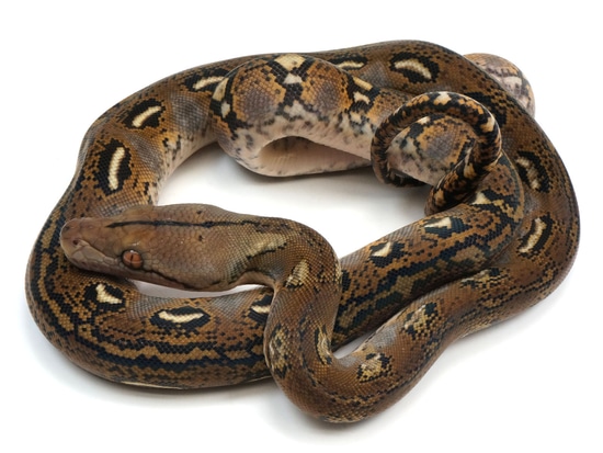 Granite Back Reticulated Python by NERD